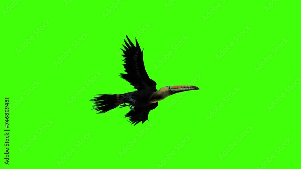 3D realistic Toucan bird flying and masticating one side to second side ...