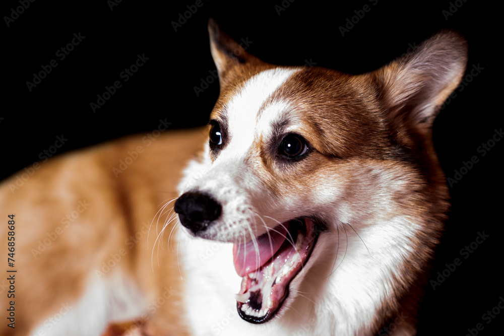 Pembroke Welsh Corgi puppy sits with his mouth open and looks to the ...