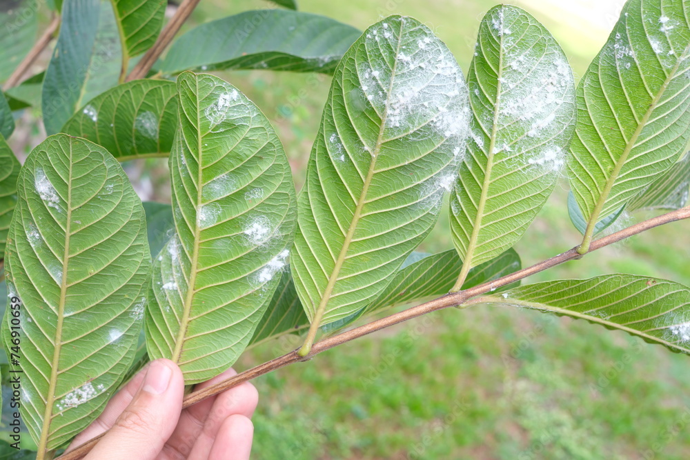 Closeup of guava leaves with white pest whiteflies infestation. Guava ...