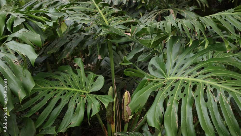 Vidéo Stock Monstera deliciosa is a species of flowering plant native ...