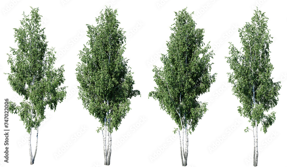 Birch tree on transparent background.3d rendering PNG Stock ...