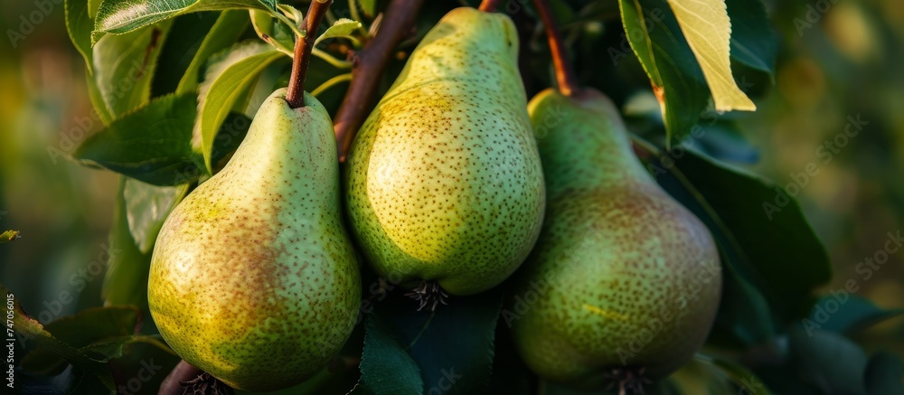 Three pears dangle from a tree branch, showcasing nature's bounty of ...