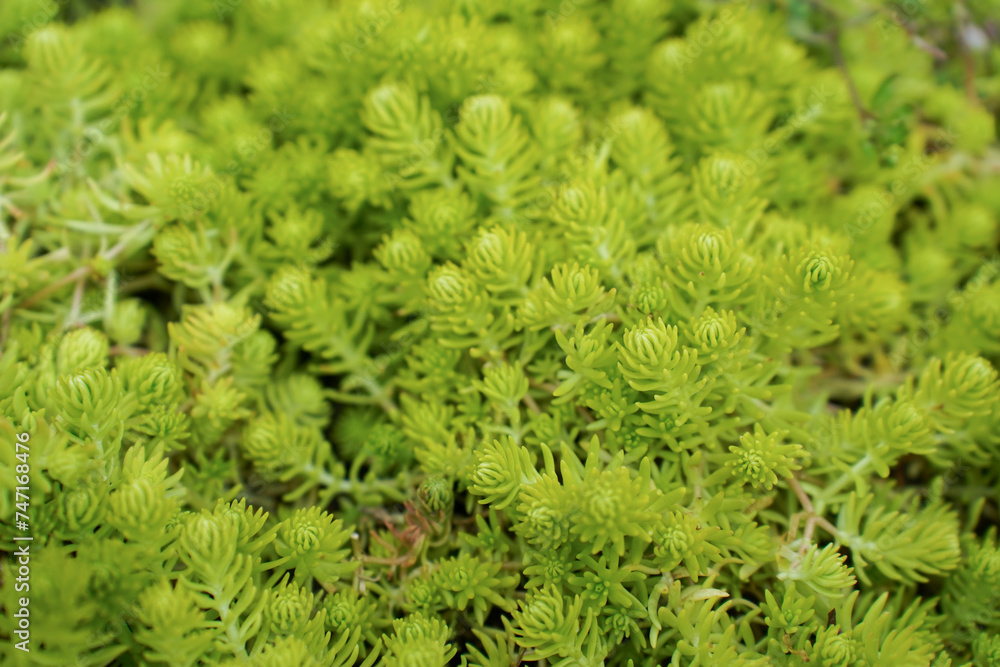 Natural background of small Sedum lineare, carpet sedum. Succulents ...