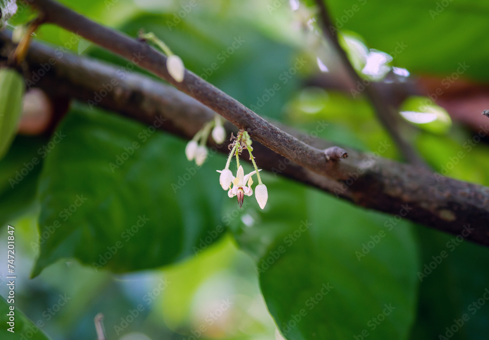 Cocoa flowers (Theobroma cacao) on growing tree trunk,Cacao flowers and ...