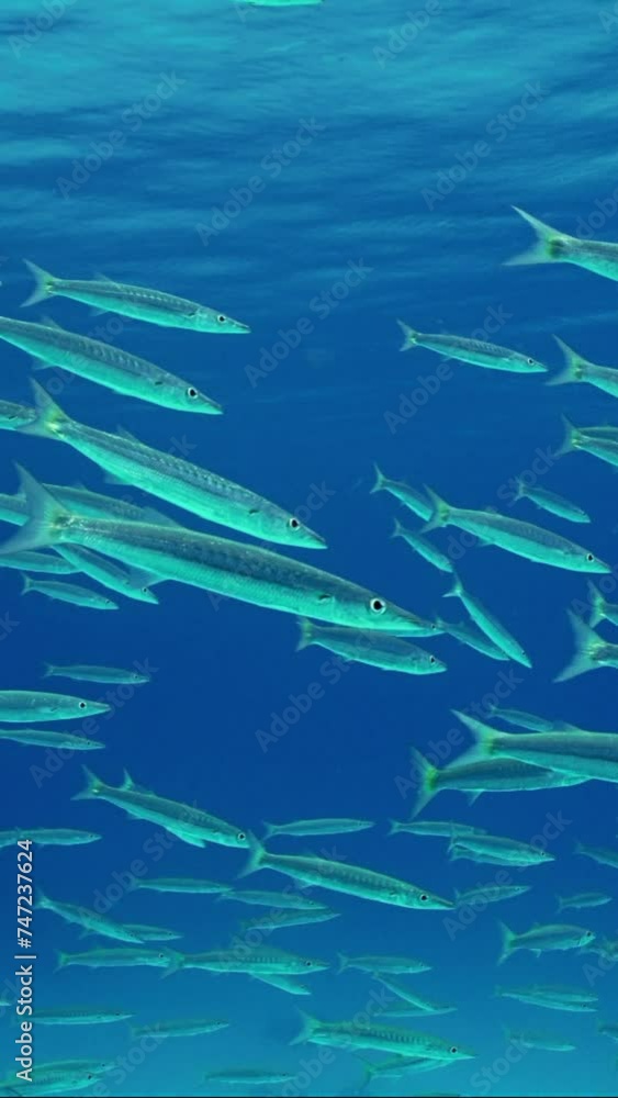Vertical video, School of Barracudas swimming in blue water on water ...