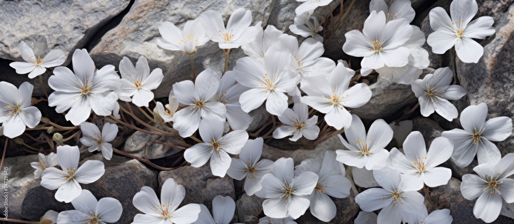 A cluster of white flowers, known as Cerastium tomentosum Silver Carpet ...
