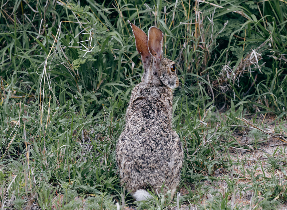 Sick wild hare infected with ticks attached to its ears. Animal ...