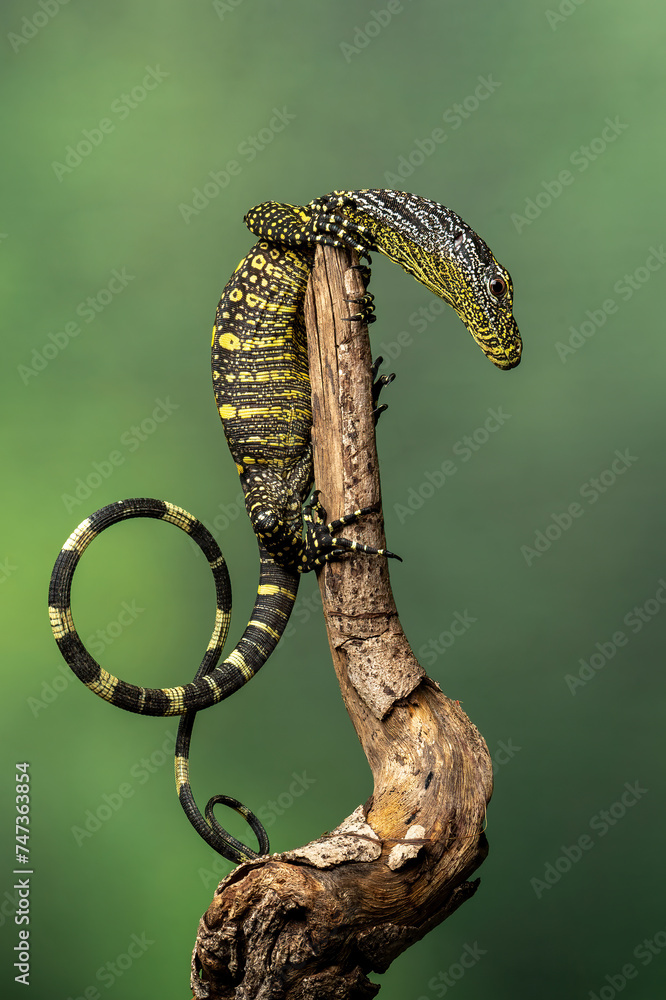 The Crocodile Monitor or Papuan Monitor or Salvadori's Monitor (Varanus ...