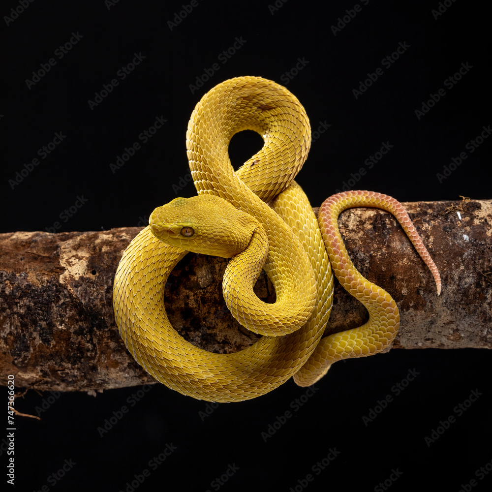 Yellow White Lipped Pit Viper - Trimeresurus insularis or Indonesian ...