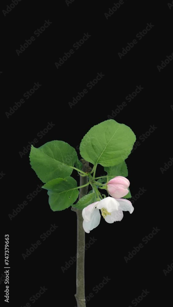Time lapse of blooming apple tree branch in 4K PNG+ format with ALPHA ...