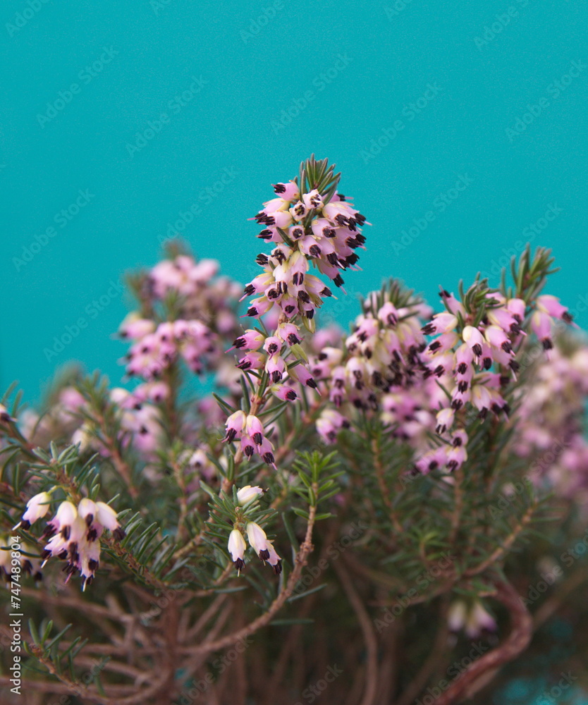Erica carnea in bloom, the winter heath, winter-flowering heather ...