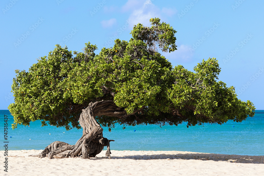 World famous Fofoti tree with blue sky and blue ocean at Eagle Beach ...