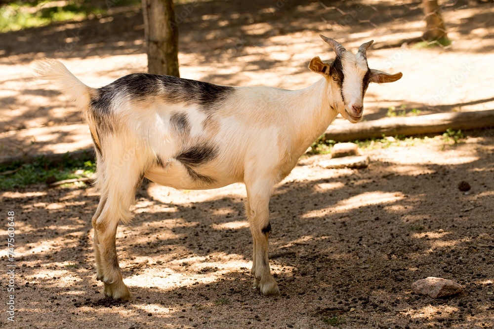 Cabrito, cabra ou bode animal criado para produção, de carne, leite ...
