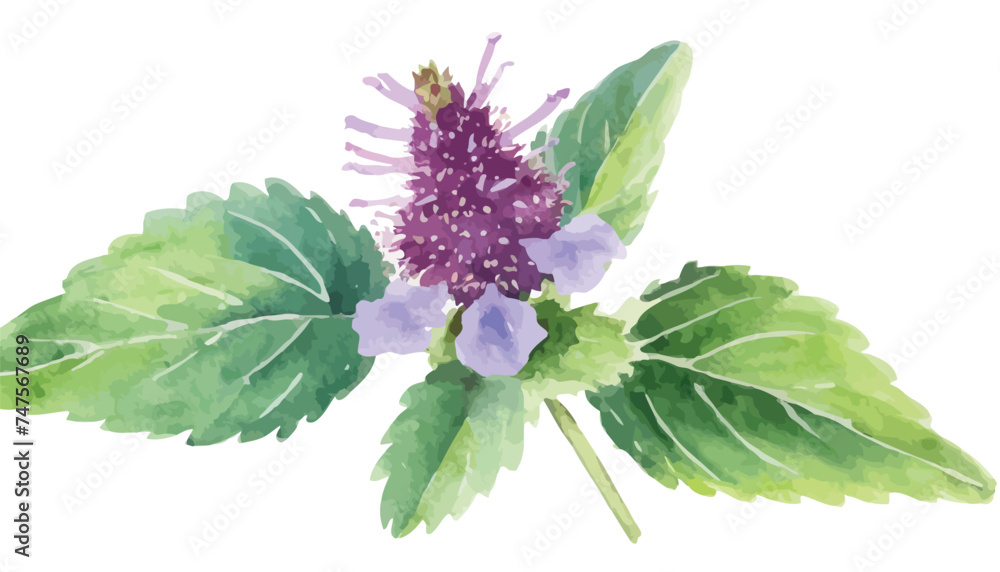watercolor drawing flower of Korean mint, Patchouli, wrinkled giant ...