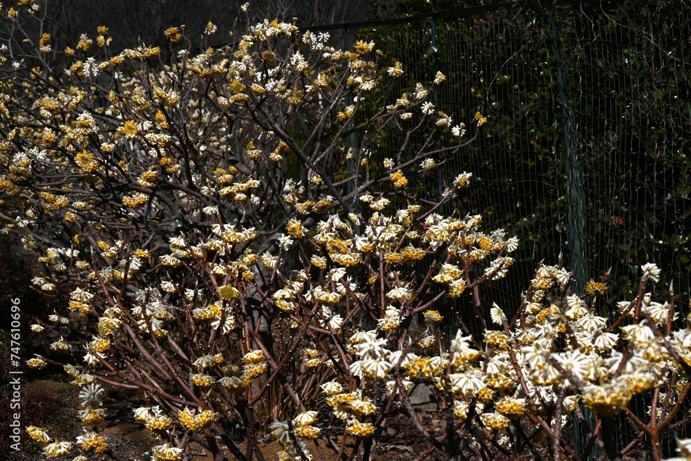Oriental paperbush flowers. Thymelaeaceae deciduous shrub. It blooms ...