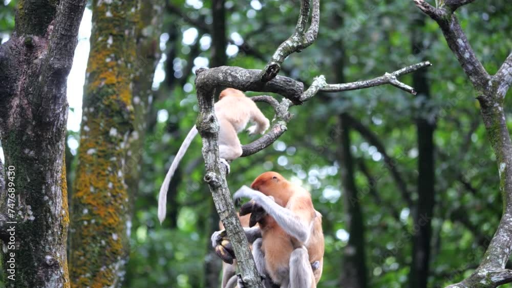 Vidéo Stock proboscis monkey (Nasalis larvatus) is sitting on a tree ...
