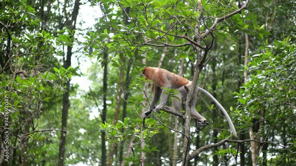 proboscis monkey (Nasalis larvatus) is sitting on a tree. Proboscis ...