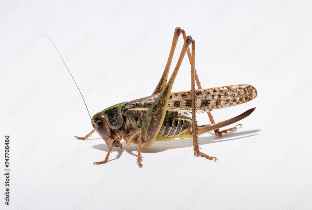 Wart-biter (Decticus verrucivorus) is a bush-cricket in the family ...