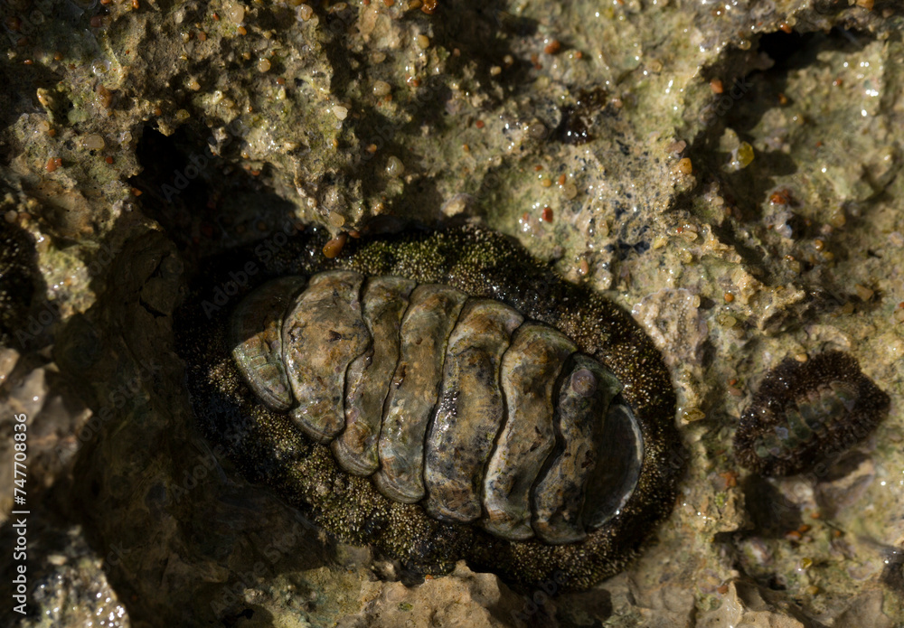 Acanthopleura haddoni, tropical species of chiton. The fauna of the Red ...