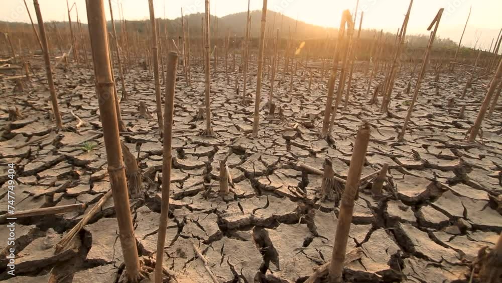climate change, dry crops and cracked earth depict a severe water ...