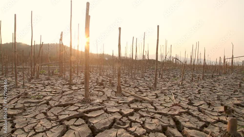 Impact of drought on farmland with dead crops and cracked earth, due to ...