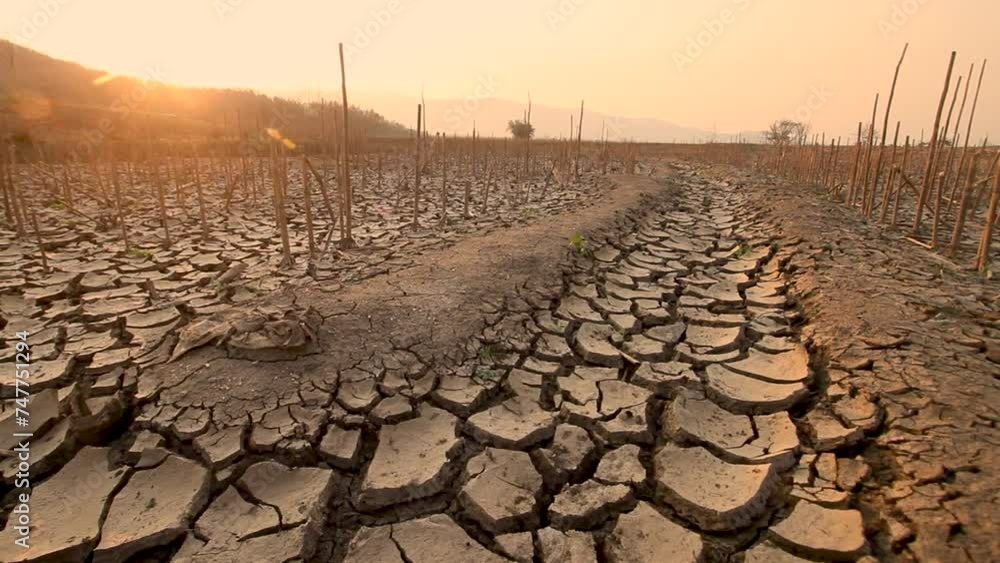 Drought's toll on farmland, featuring dead crops, parched soil, and a ...
