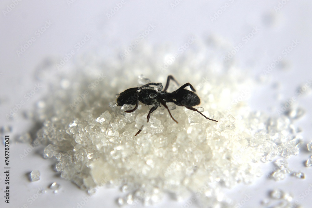 Black Carpenter Ant. Ants face photo macro Close-up. Big camponotus cruentatus ant posing on ...