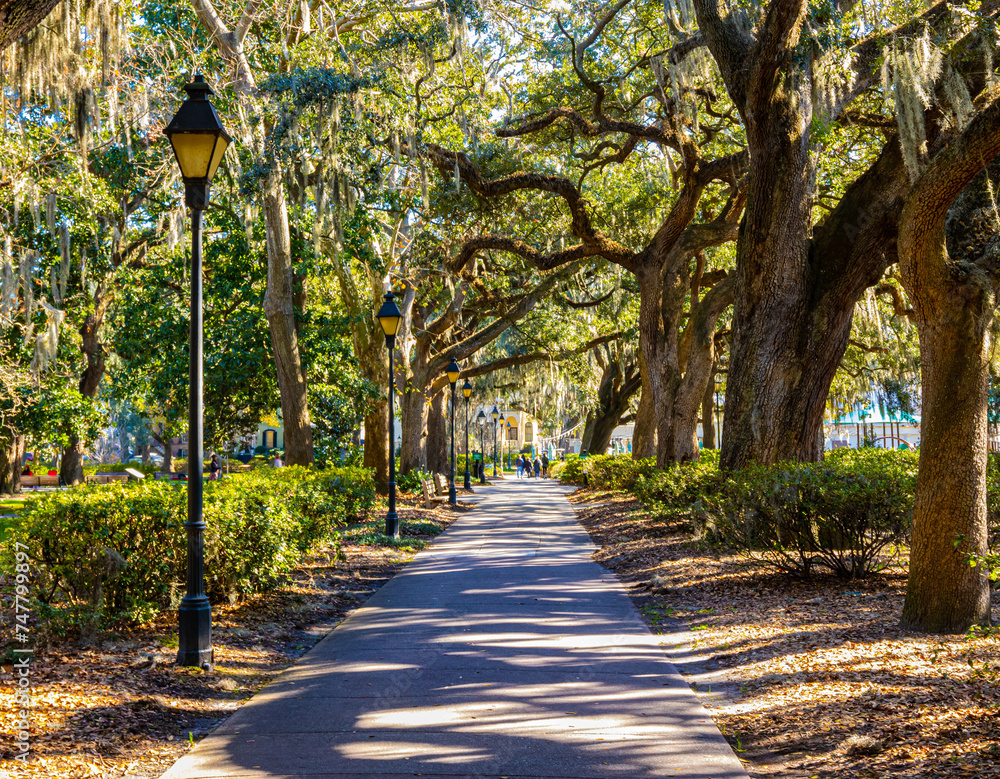 Spanish Moss on Giant Live Oak Trees at Forsyth Park, Savannah, Georgia ...