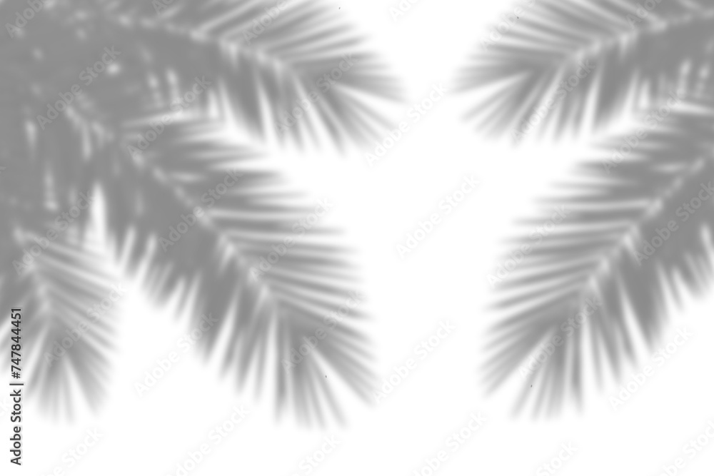 Realistic shadow of palm tree branch on white background. Tropical palm ...