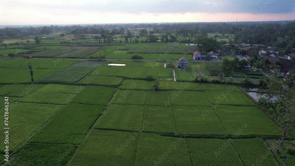 The drone moves from left to right over the rice fields. Aerial view of ...