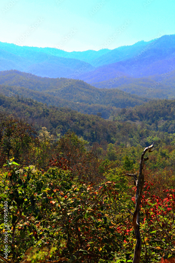 Scenery of the deciduous forest changing color (Burmese sal and Shorea ...