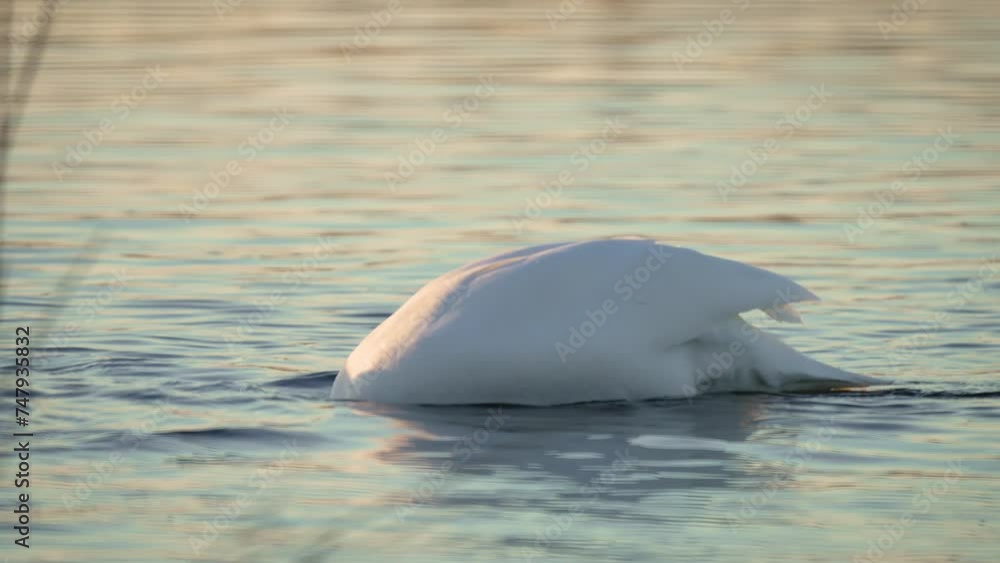 Young white swan diving for food in lake. Beautiful white bird plunges ...