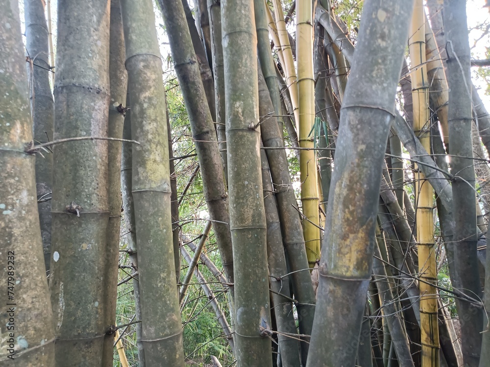 Bamboos are a diverse group of mostly evergreen perennial flowering ...