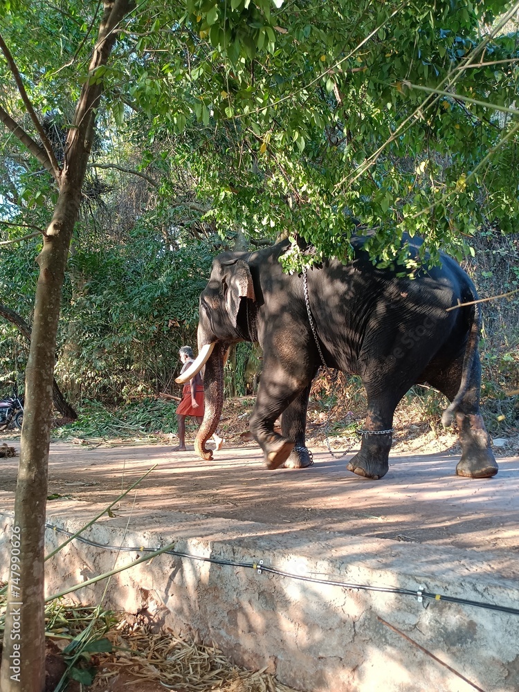The Indian elephant is one of three extant recognised subspecies of the ...