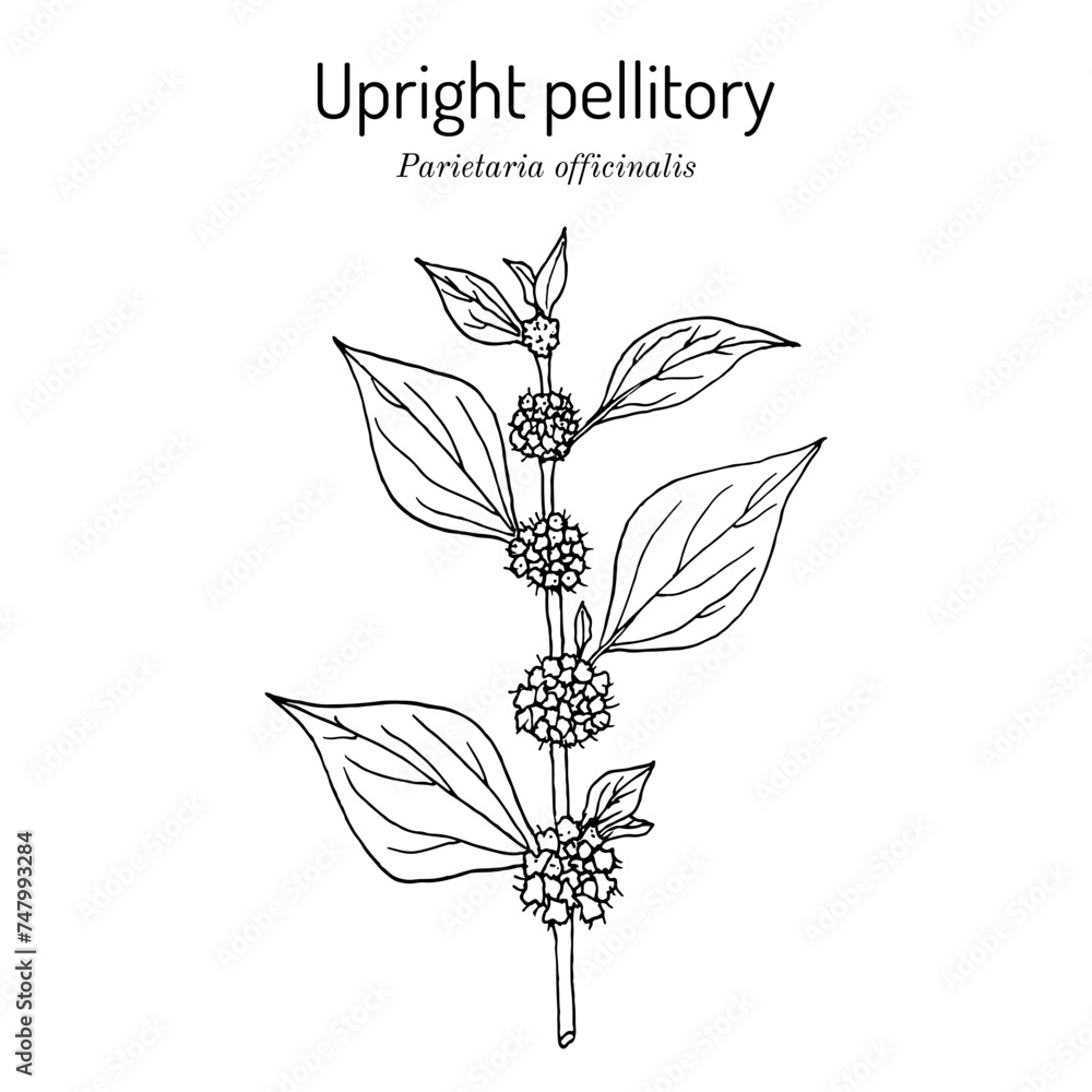 Upright pellitory or eastern pellitory-of-the-wall (Parietaria ...