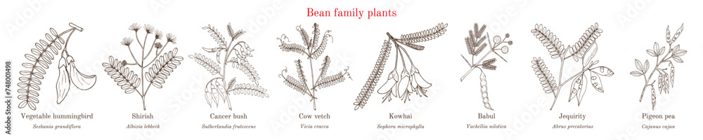 Bean family plants. (Fabaceae, Leguminosae or Papilionaceae). Stock ...