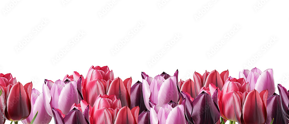 Field of colorful spring tulips fading into the distance as a lower ...