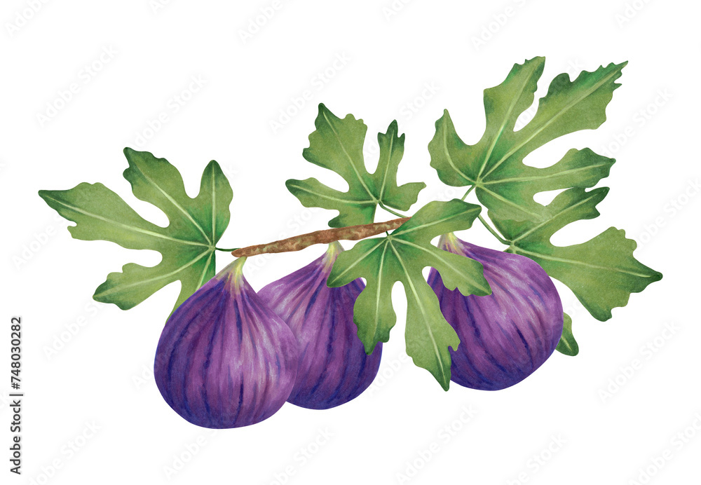 Branch of ripe purple figs with leaves and whole fruit.Watercolor and ...