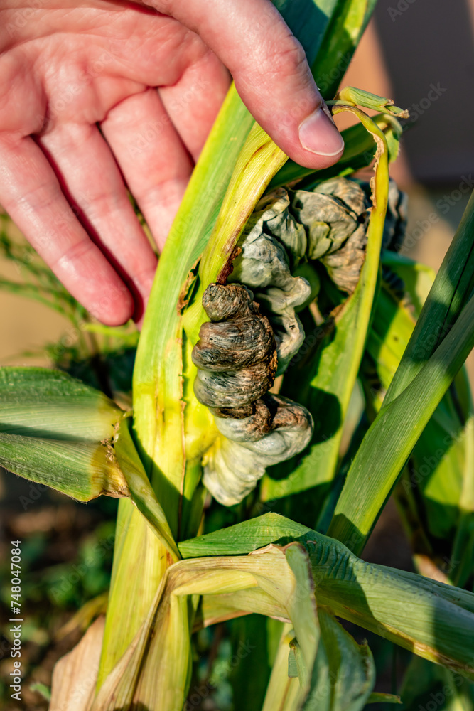Diseased corn called corn smut, pathogenic fungus, ustilago maydis, in ...