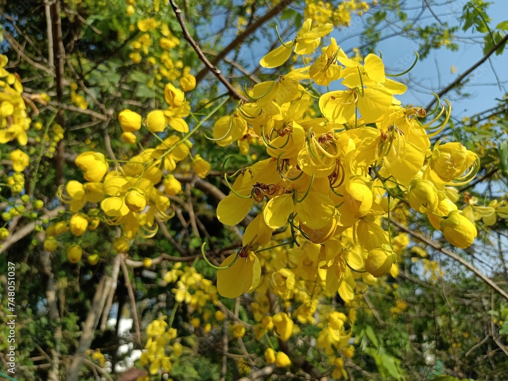 Póster Cassia fistula, also known as golden shower, purging cassia ...
