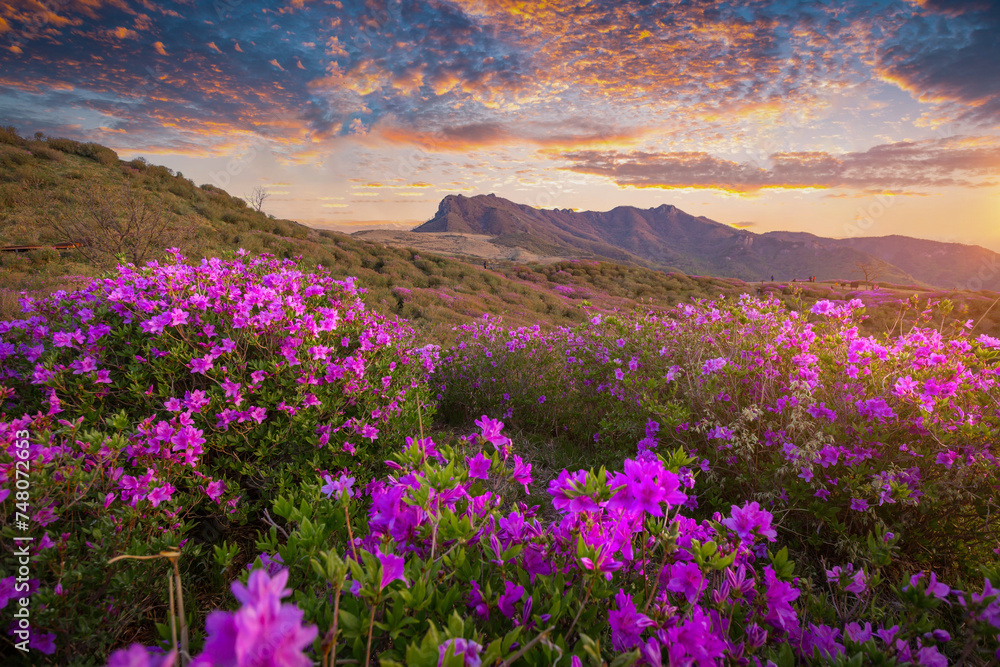 Morning and spring view of pink azalea flowers at Hwangmaesan Mountain ...