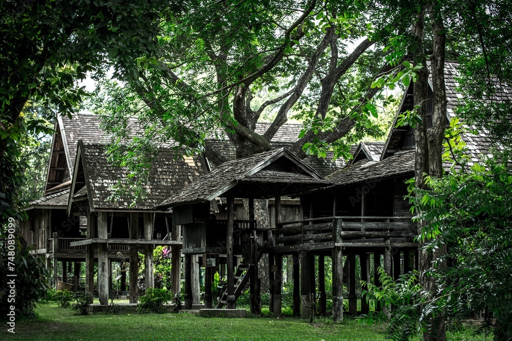 Nestled amidst a dense forest of towering trees, stands an ancient ...