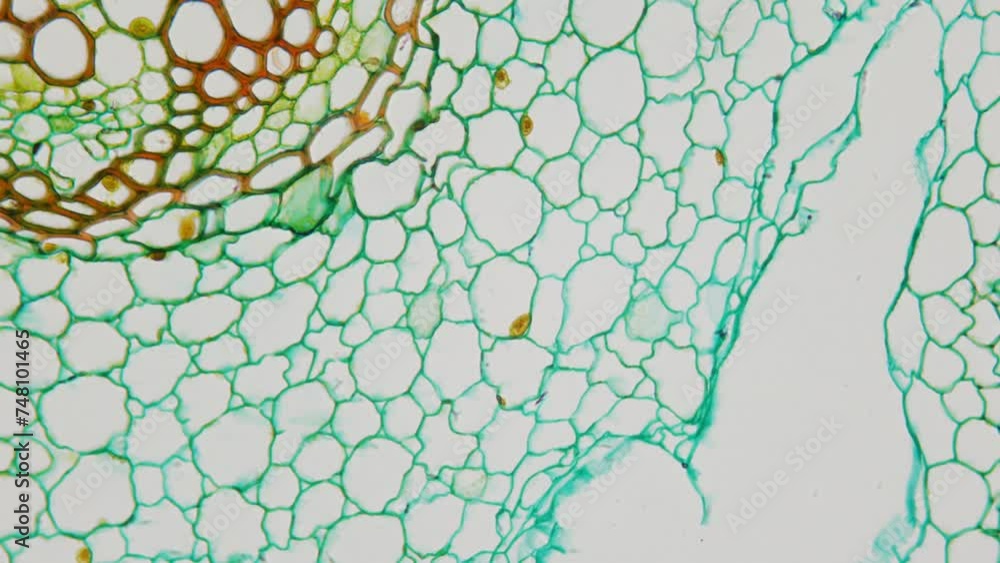 Cross section of buttercup root under a microscope in a light field ...