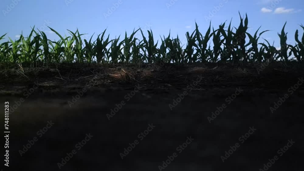 Tractor Fertilizing Corn. Tractor Fertilizing Footage. Aerial View of ...