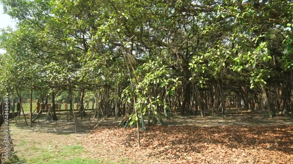 Video of the Great Banyan tree,Ficus benghalensis,at Acharya Jagadish ...