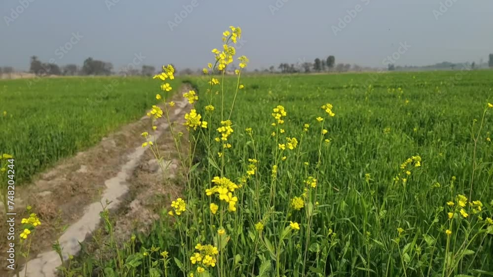 Vidéo Stock The beautiful shot of the fields of yellow mustard plants ...