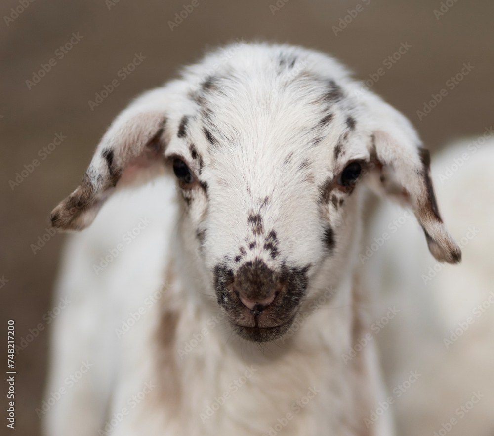 Portraits of a white sheep lamb with black spots Stock Photo | Adobe Stock