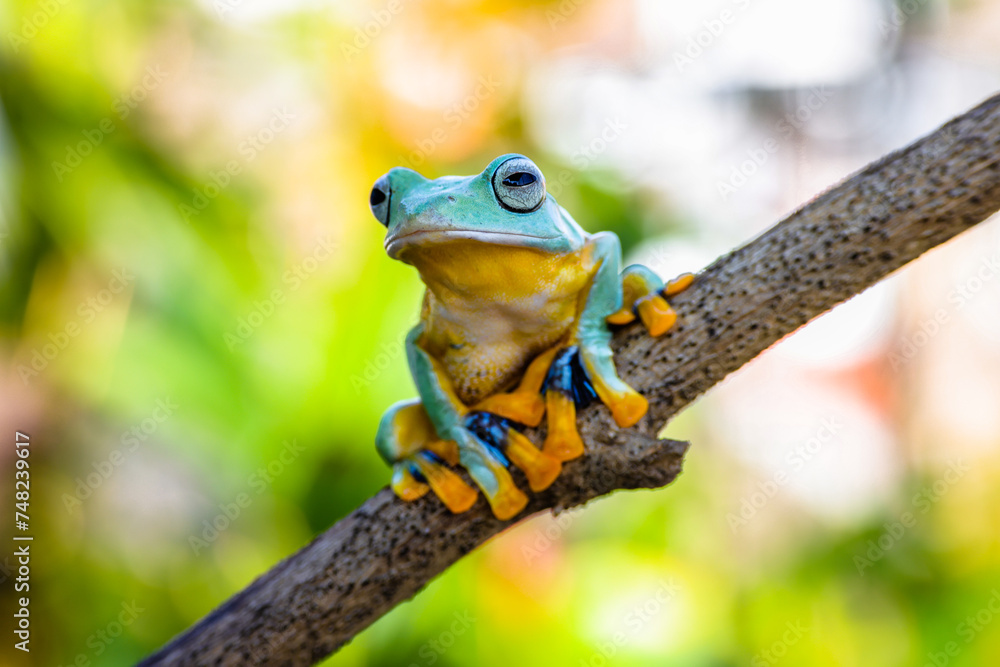 Wallace's flying frog (Rhacophorus nigropalmatus), also known as the ...