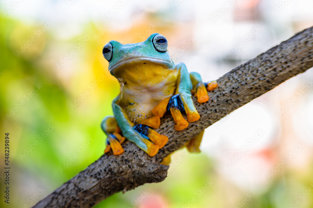 Wallace's flying frog (Rhacophorus nigropalmatus), also known as the ...