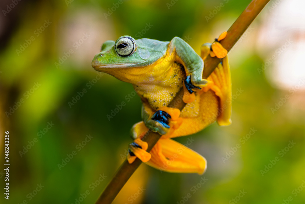 Wallace's flying frog (Rhacophorus nigropalmatus), also known as the ...